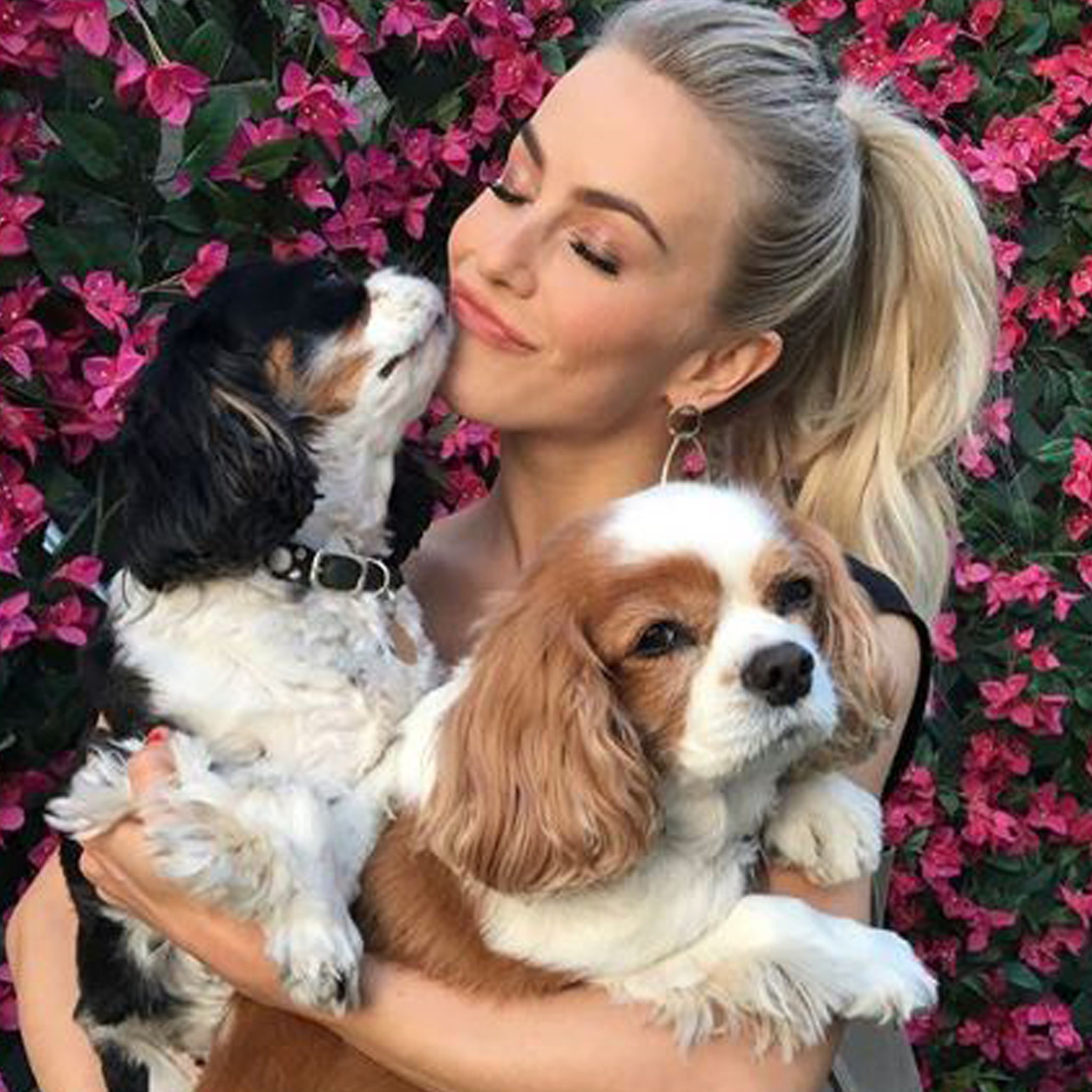 What Happened To Derek Houghs Dogs